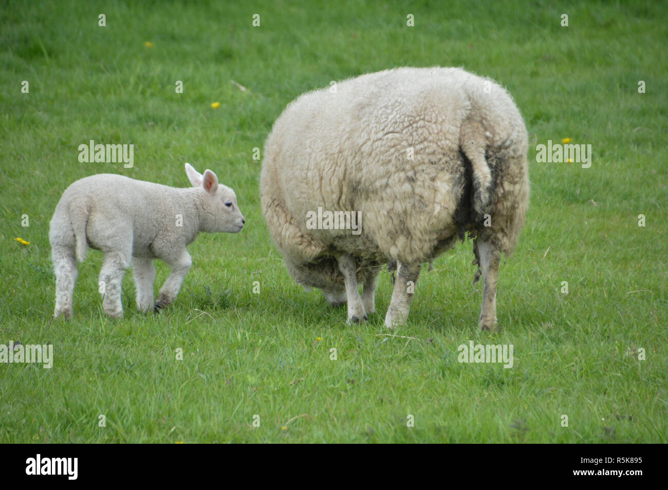 Mother Sheep And Lamb Stock Photo - Alamy