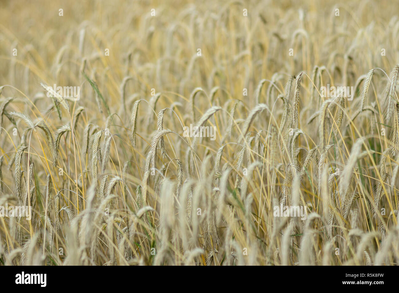 Ripe grain of rye. Agriculture. Background Stock Photo - Alamy
