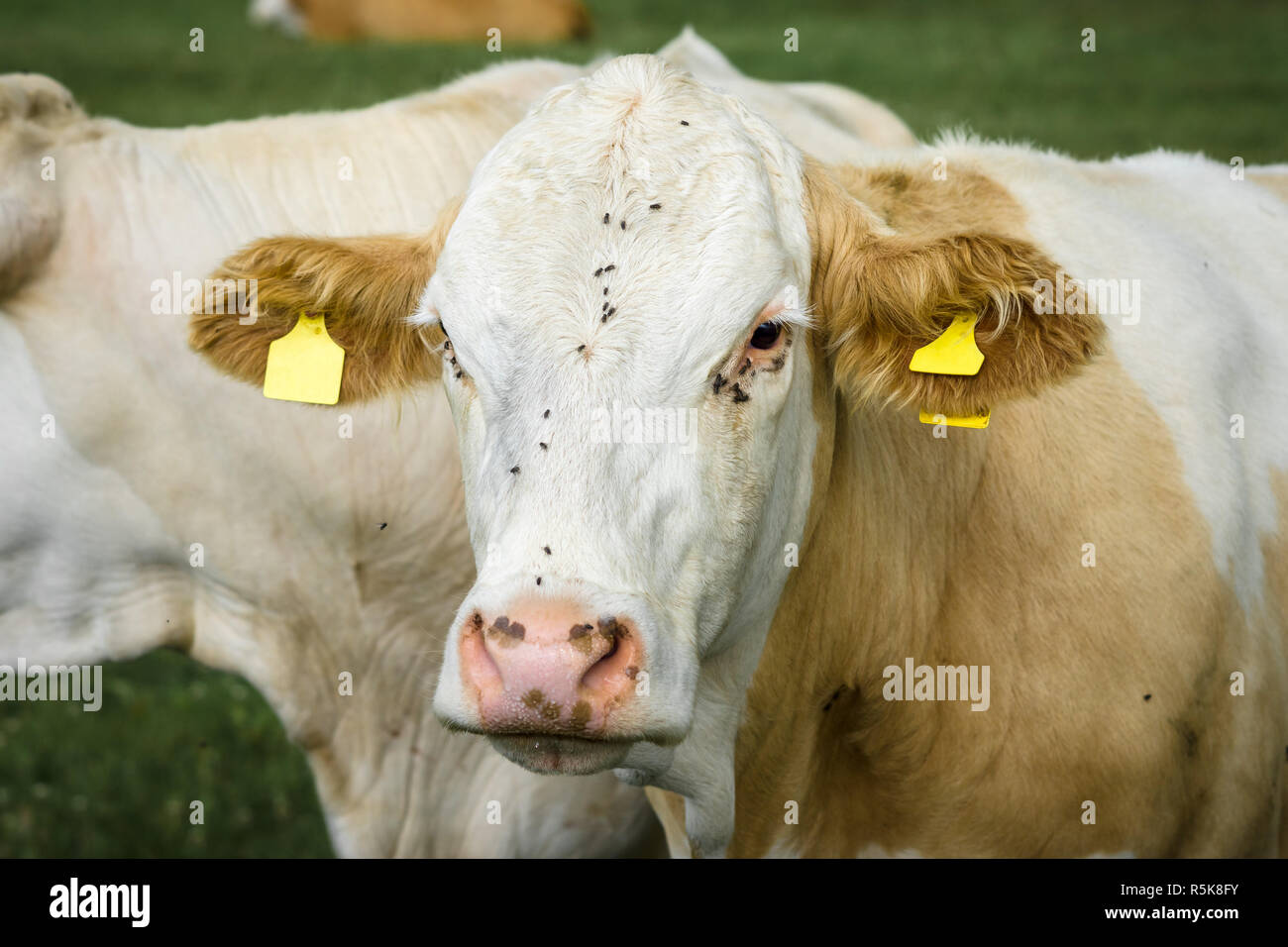 The head of a cow is close-up Stock Photo - Alamy