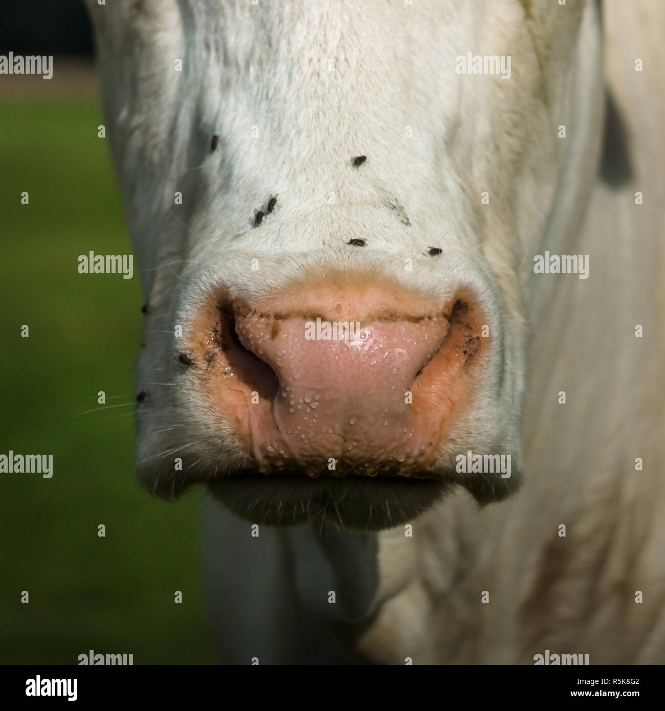 Cow heat to head hi-res stock photography and images - Alamy