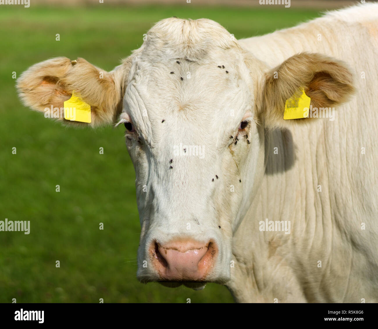 The head of a cow is close-up Stock Photo - Alamy