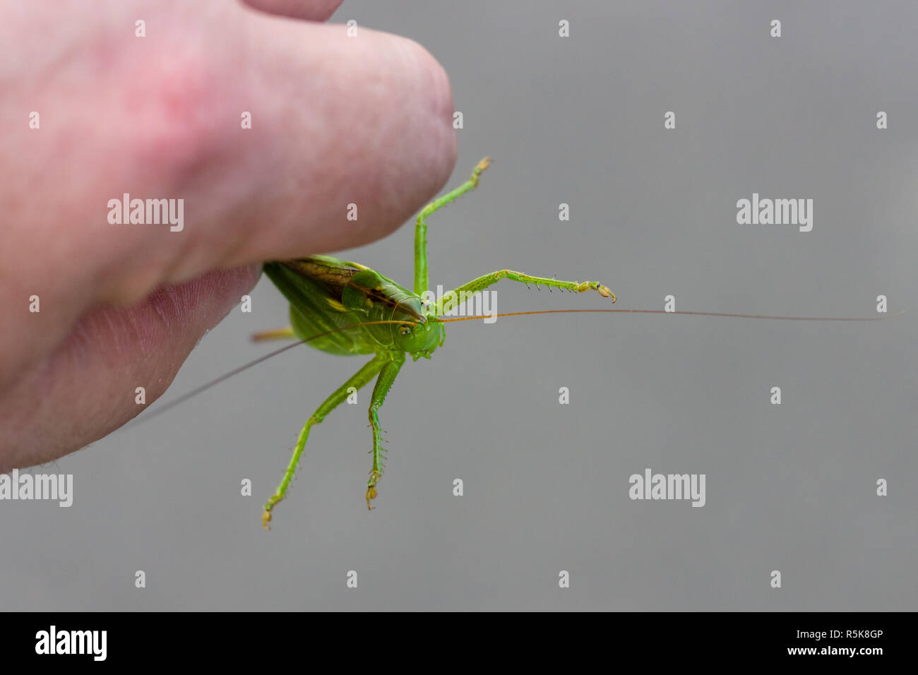 Big green locust close up hi-res stock photography and images - Alamy