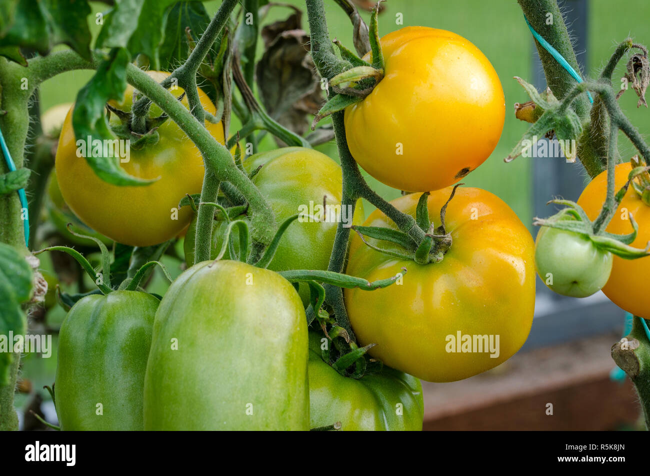 Nice juicy red tomatoes hi-res stock photography and images - Alamy