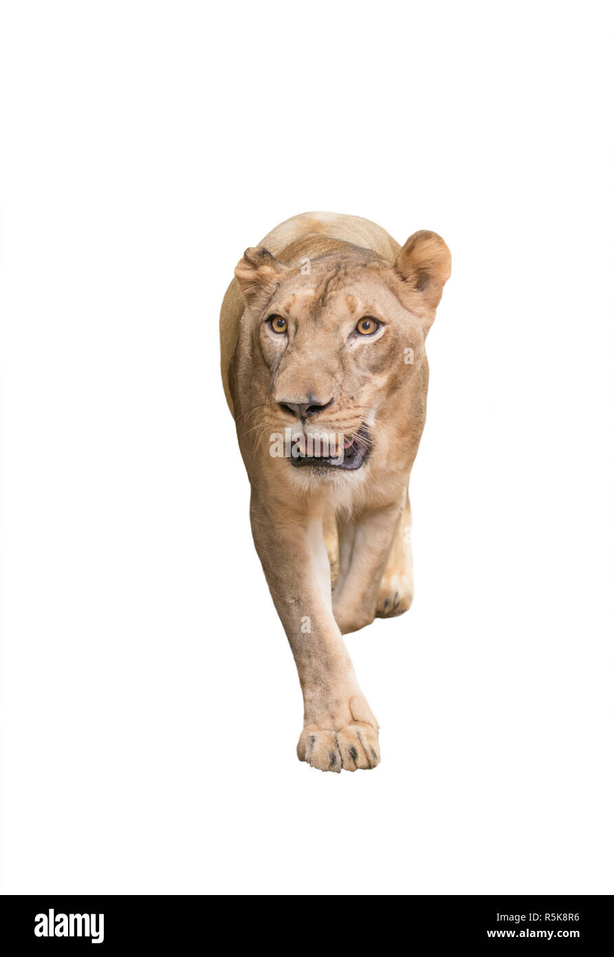 female lion isolated Stock Photo - Alamy