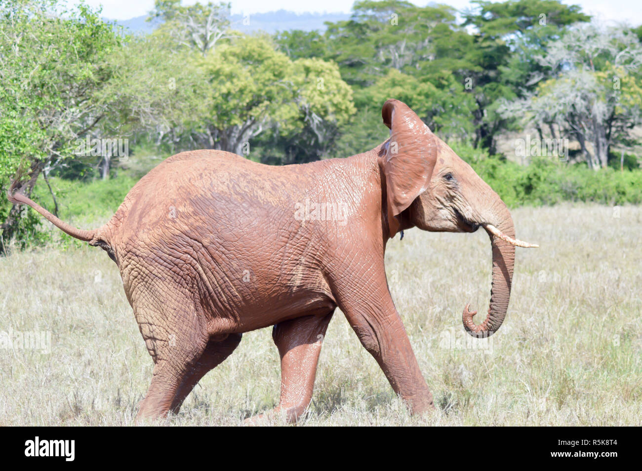 Red Elephant isolated in the savannah Stock Photo - Alamy