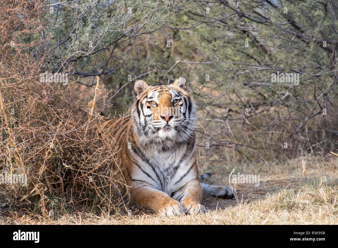 Tiger Lying under a Canopy of Brush Stock Photo - Alamy