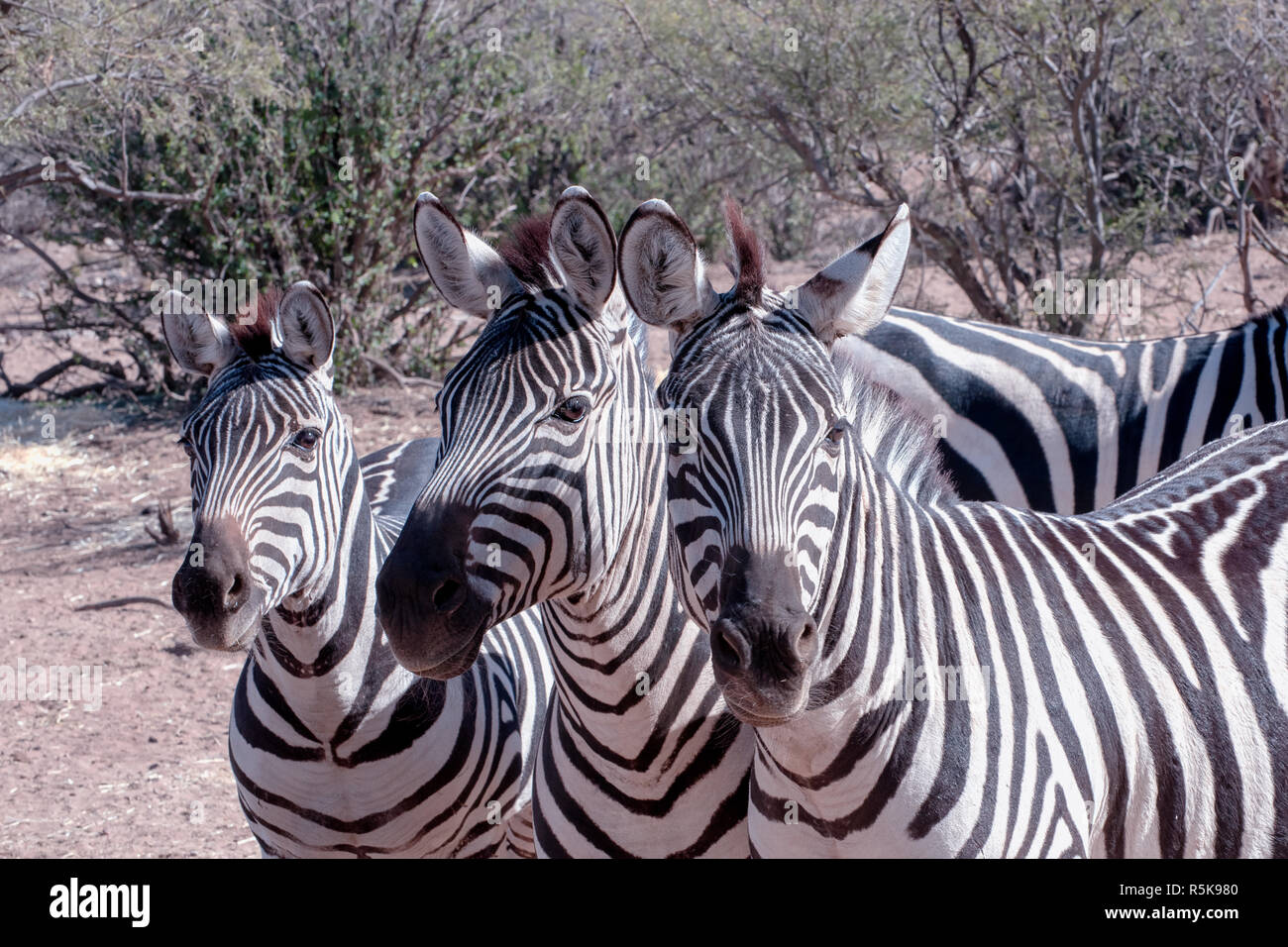 Zebra Trio in the Brush Stock Photo - Alamy
