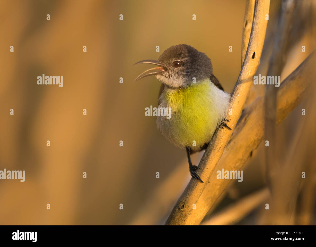 ceylon monkey bird calling in the sunset Stock Photo - Alamy