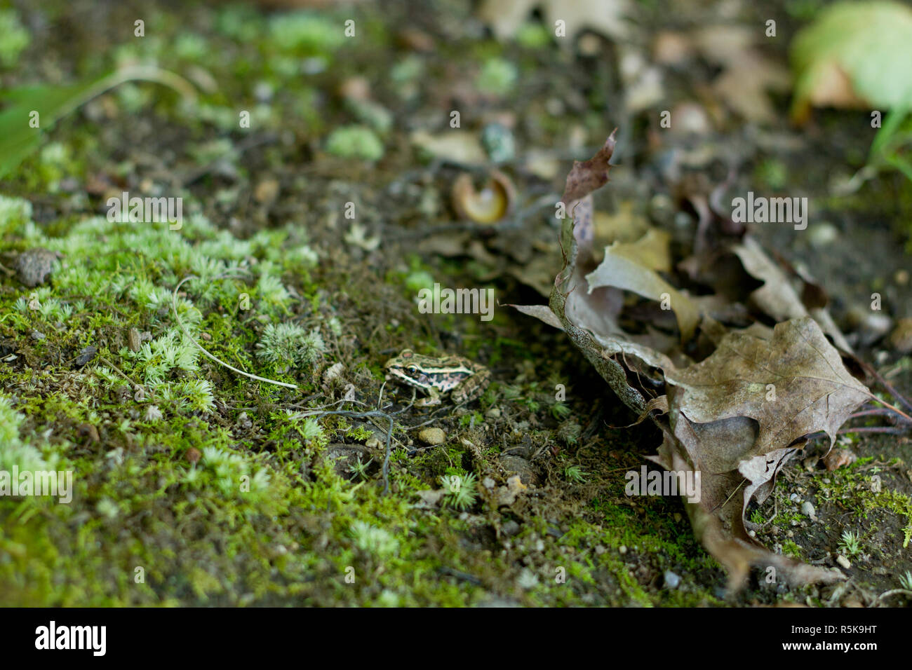 Frog Sitting On Leaves High Resolution Stock Photography and Images - Alamy