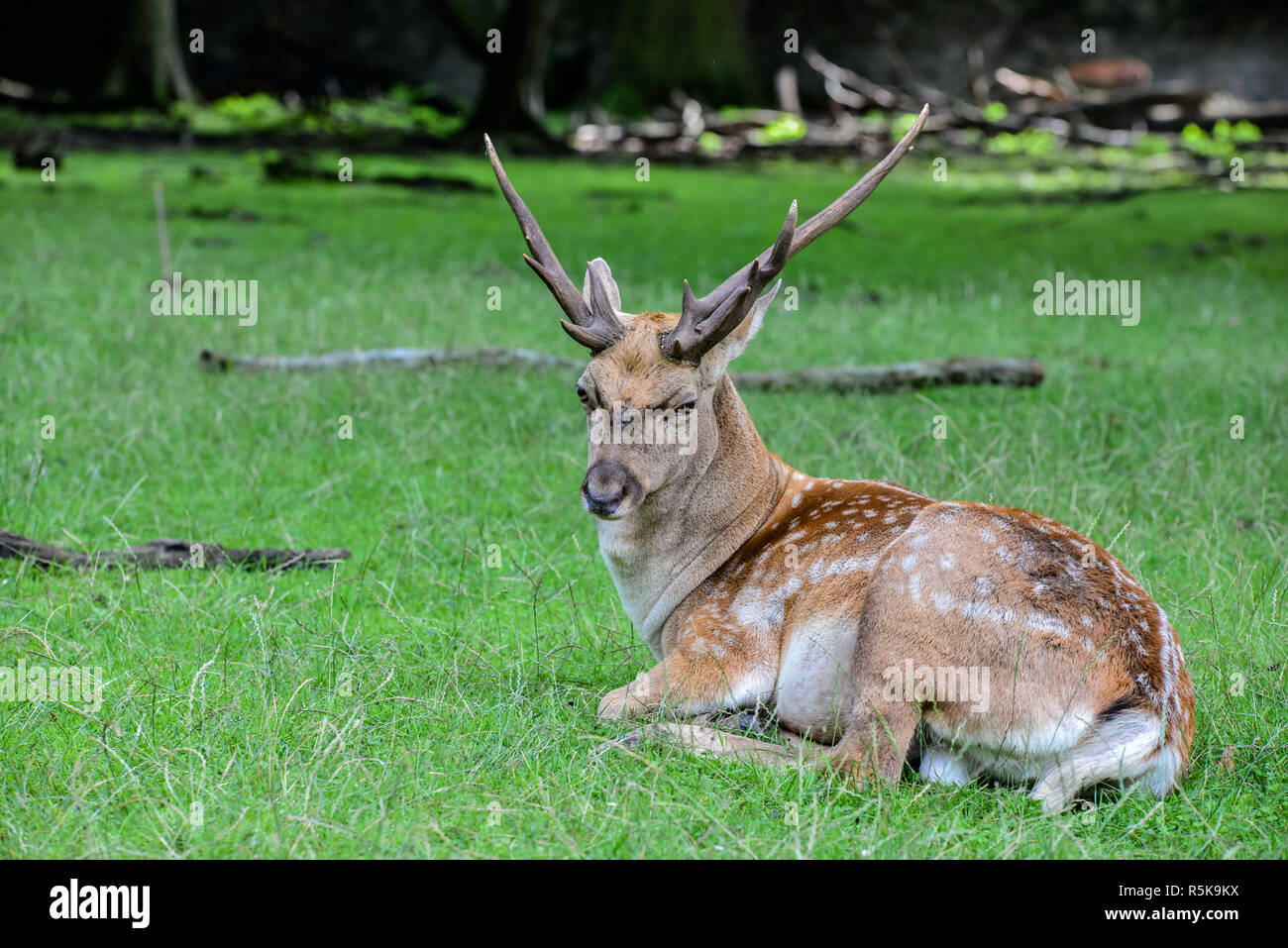 Echte hirsche hi-res stock photography and images - Alamy