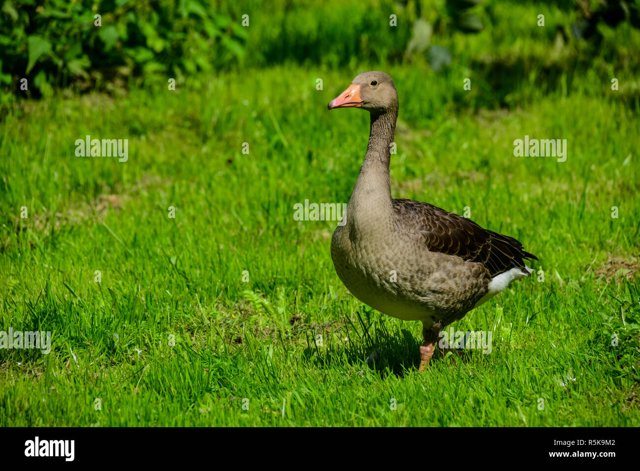 Ga nseart hi-res stock photography and images - Alamy
