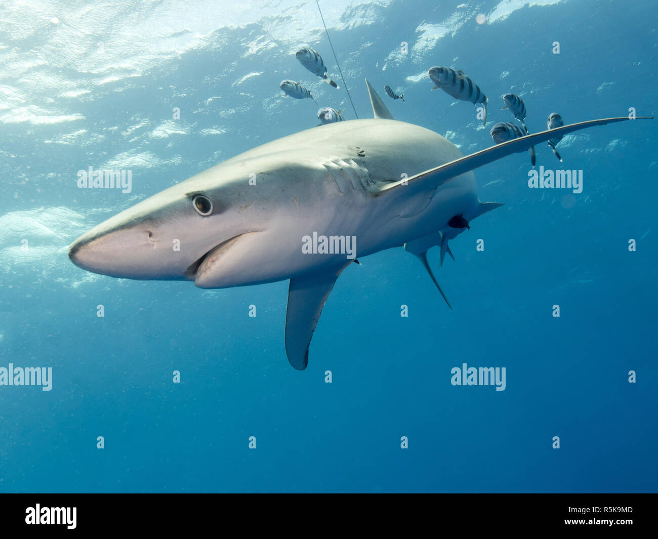 Blue shark azores hi-res stock photography and images - Alamy