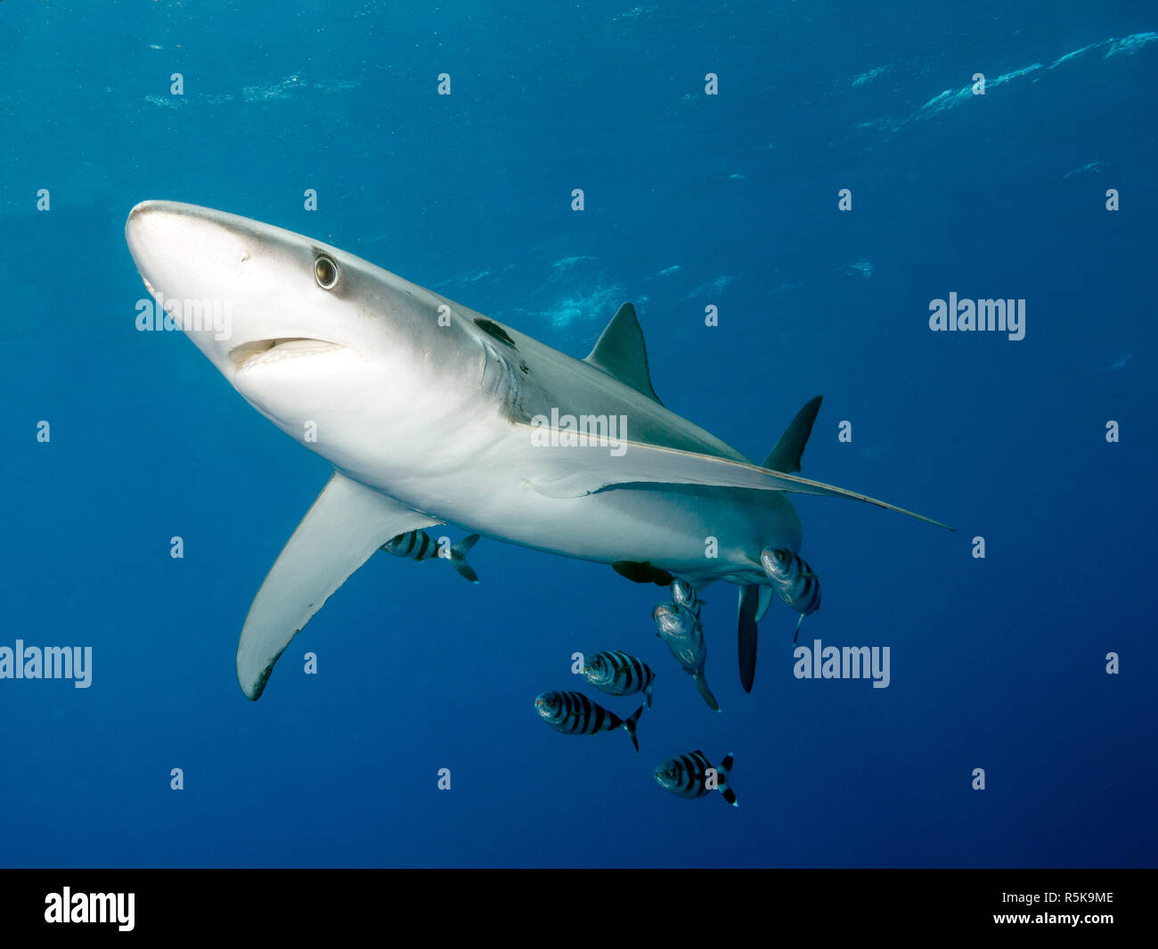Blue shark azores hi-res stock photography and images - Alamy