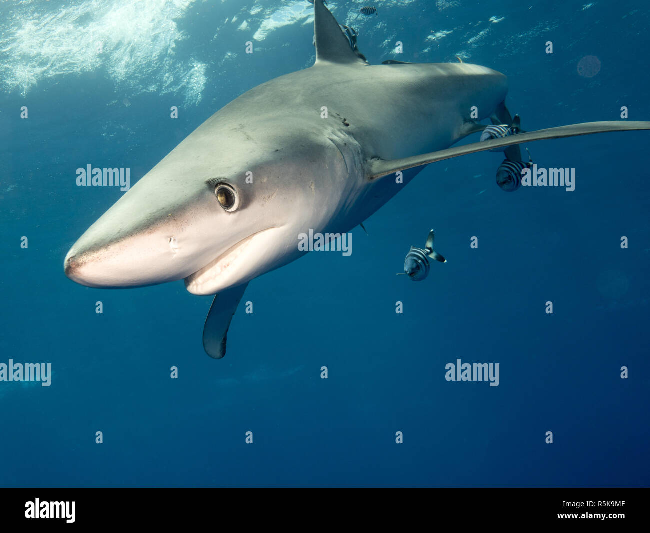 Blue shark azores hi-res stock photography and images - Alamy