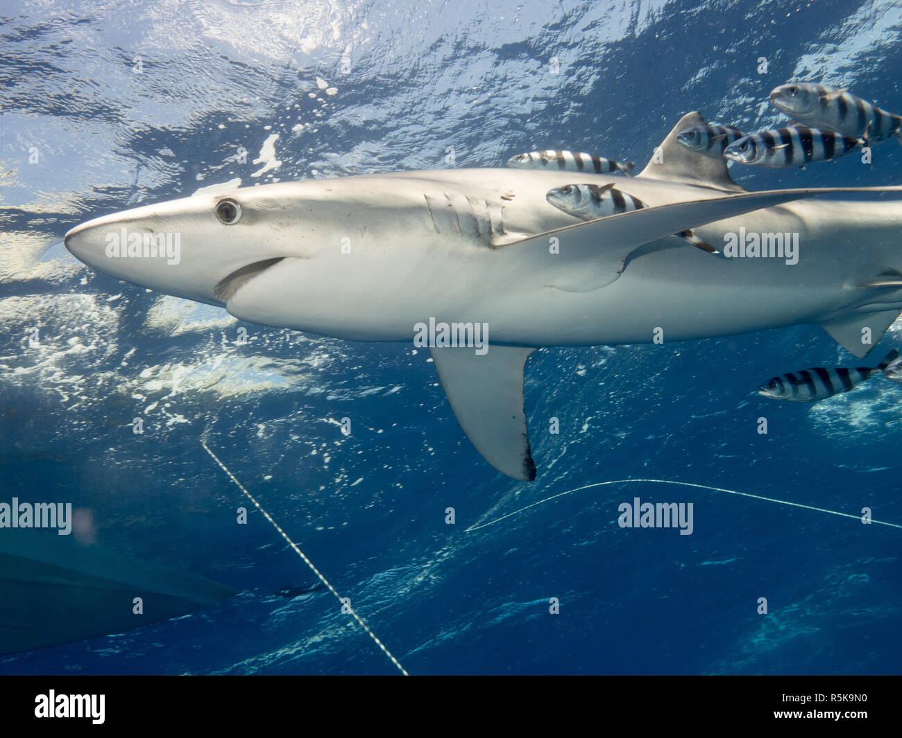 Blue shark azores hi-res stock photography and images - Alamy