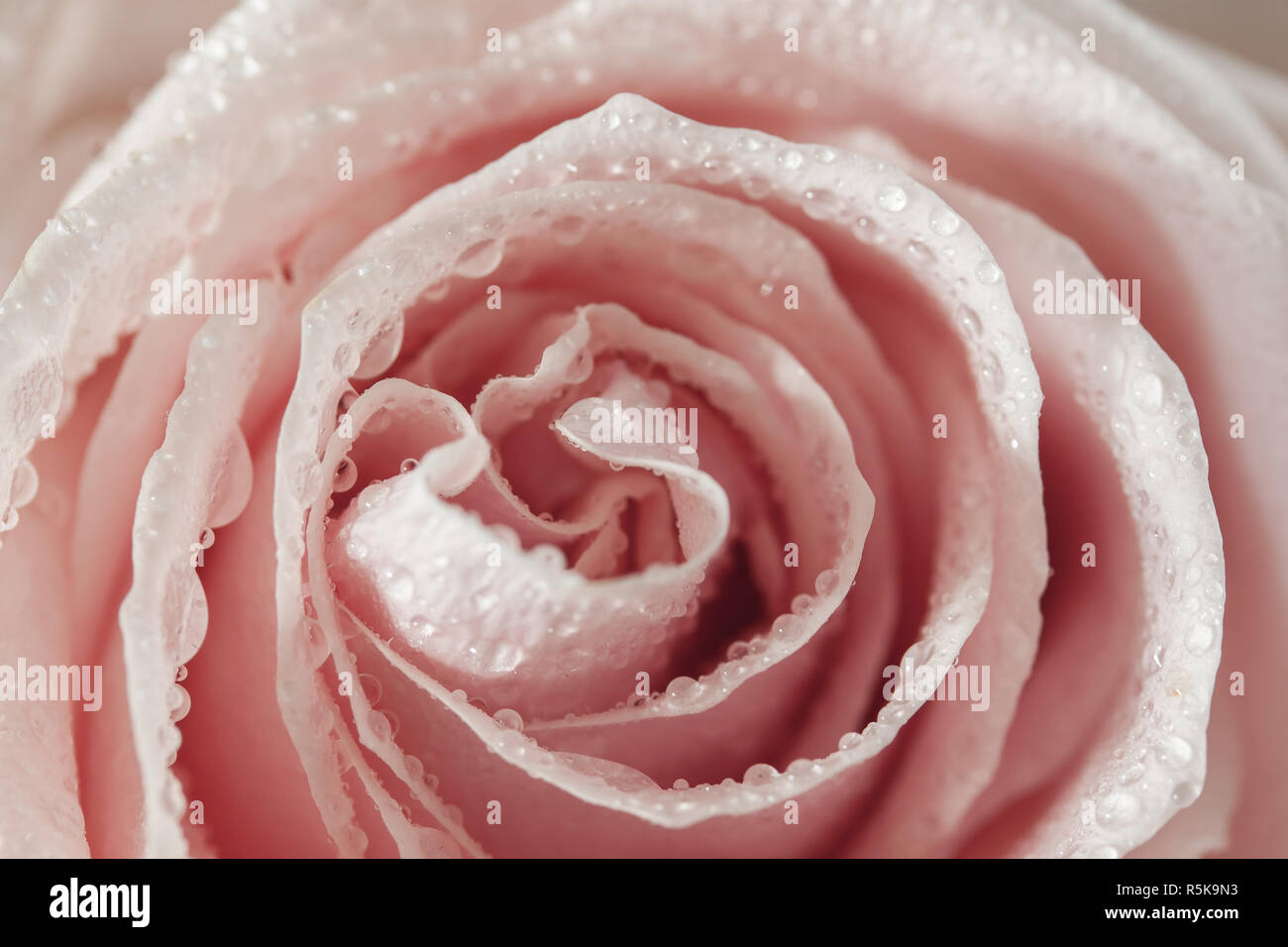 Rosentraum hi-res stock photography and images - Alamy