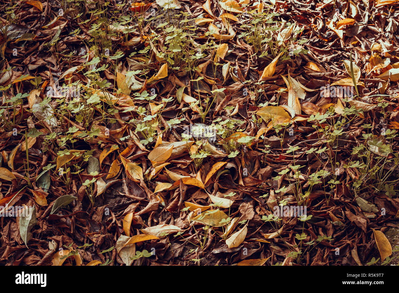 Autumn leaves on the ground. Fall background concept. Maple, red ...