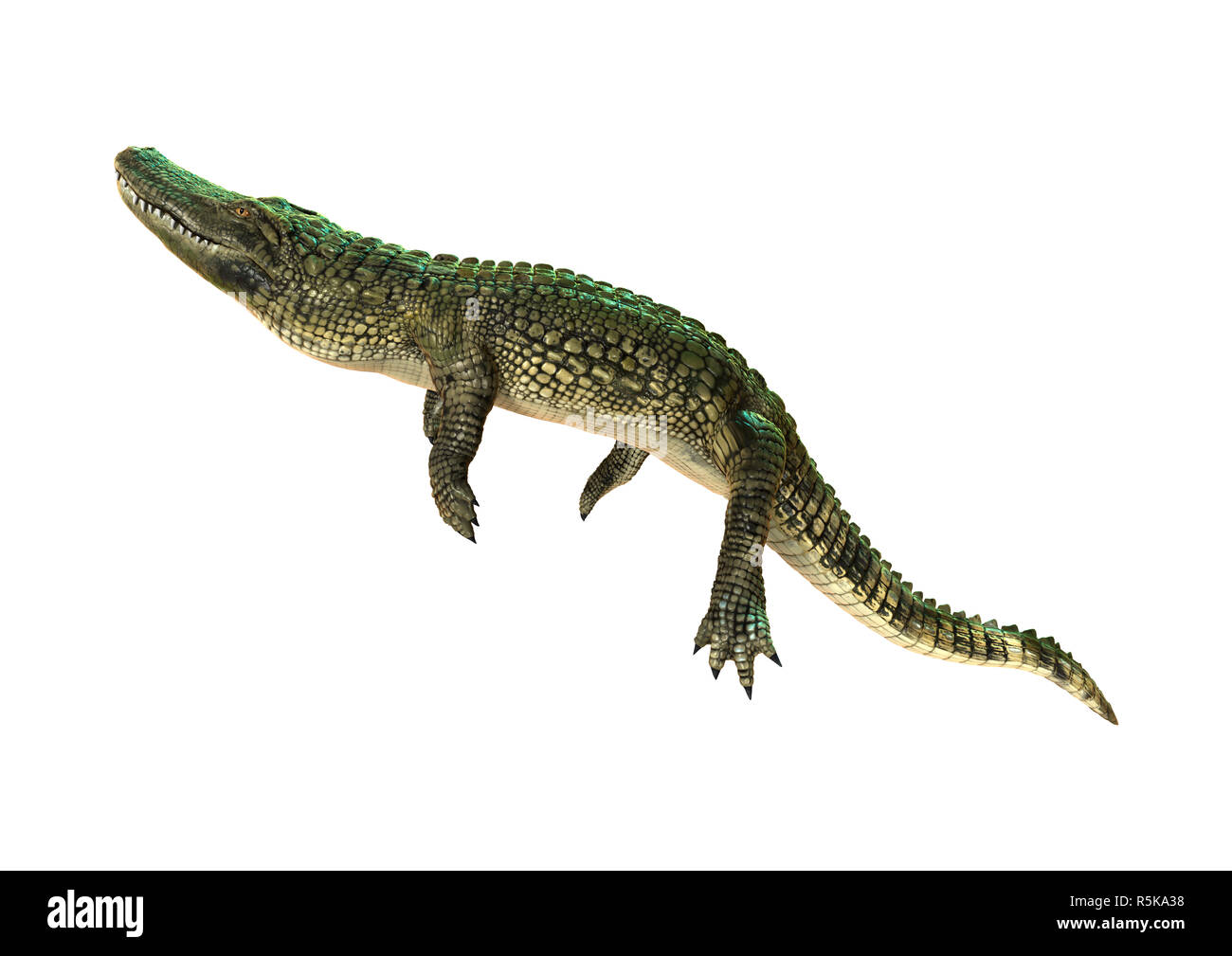 American alligator tail Cut Out Stock Images & Pictures - Alamy