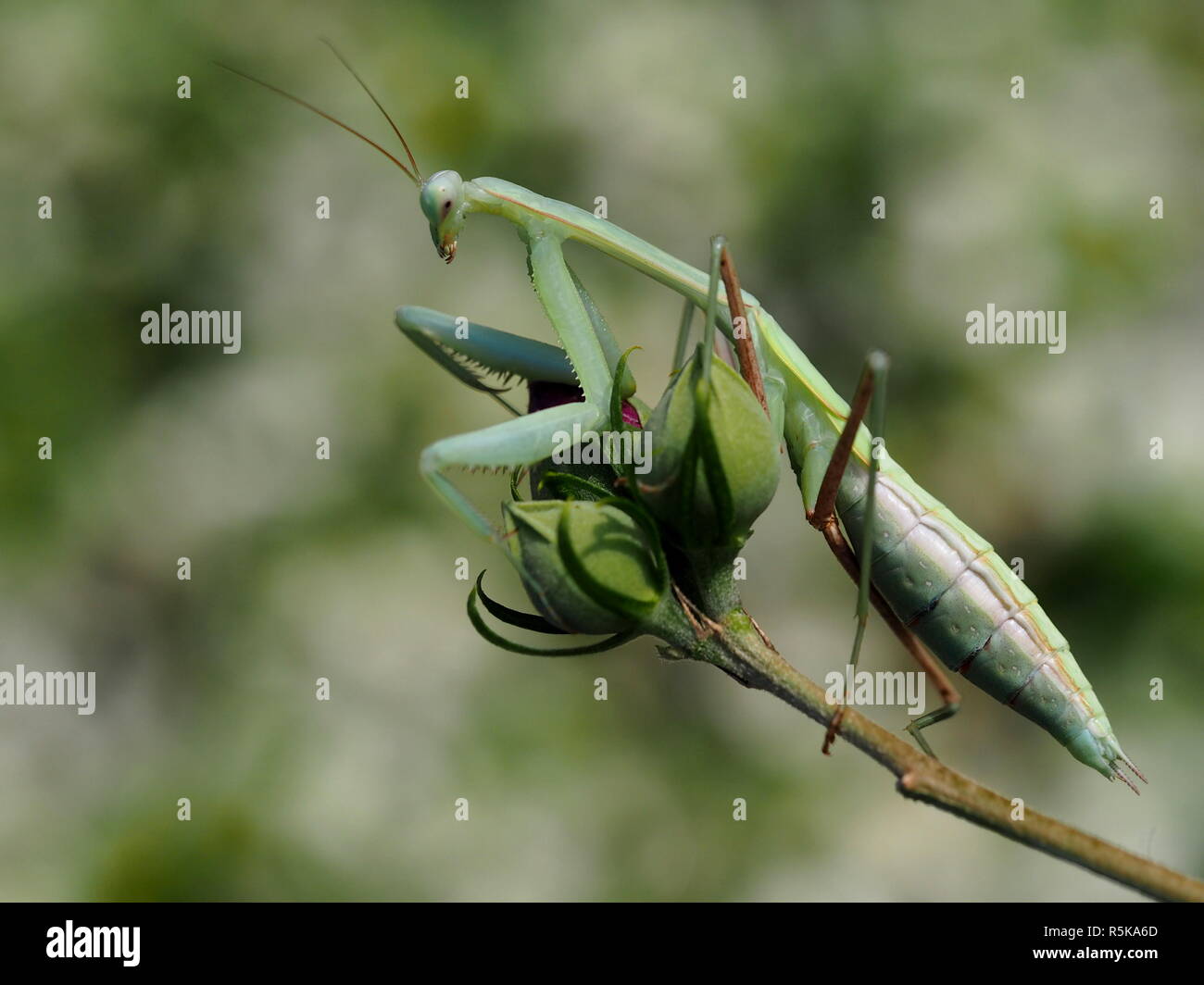 indian mantis - hierodula membranacea Stock Photo - Alamy