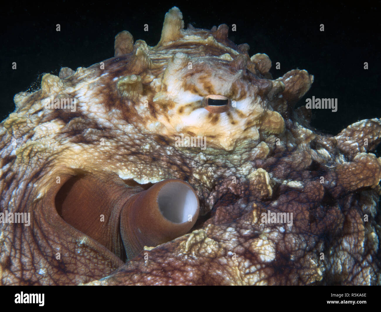 Octopus resting hi-res stock photography and images - Alamy