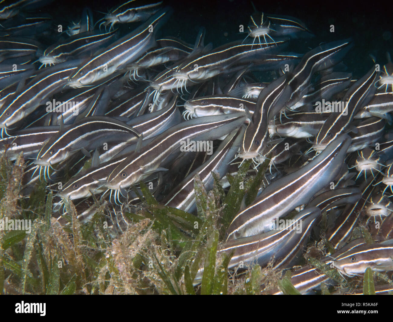 Coral catfish hi-res stock photography and images - Alamy