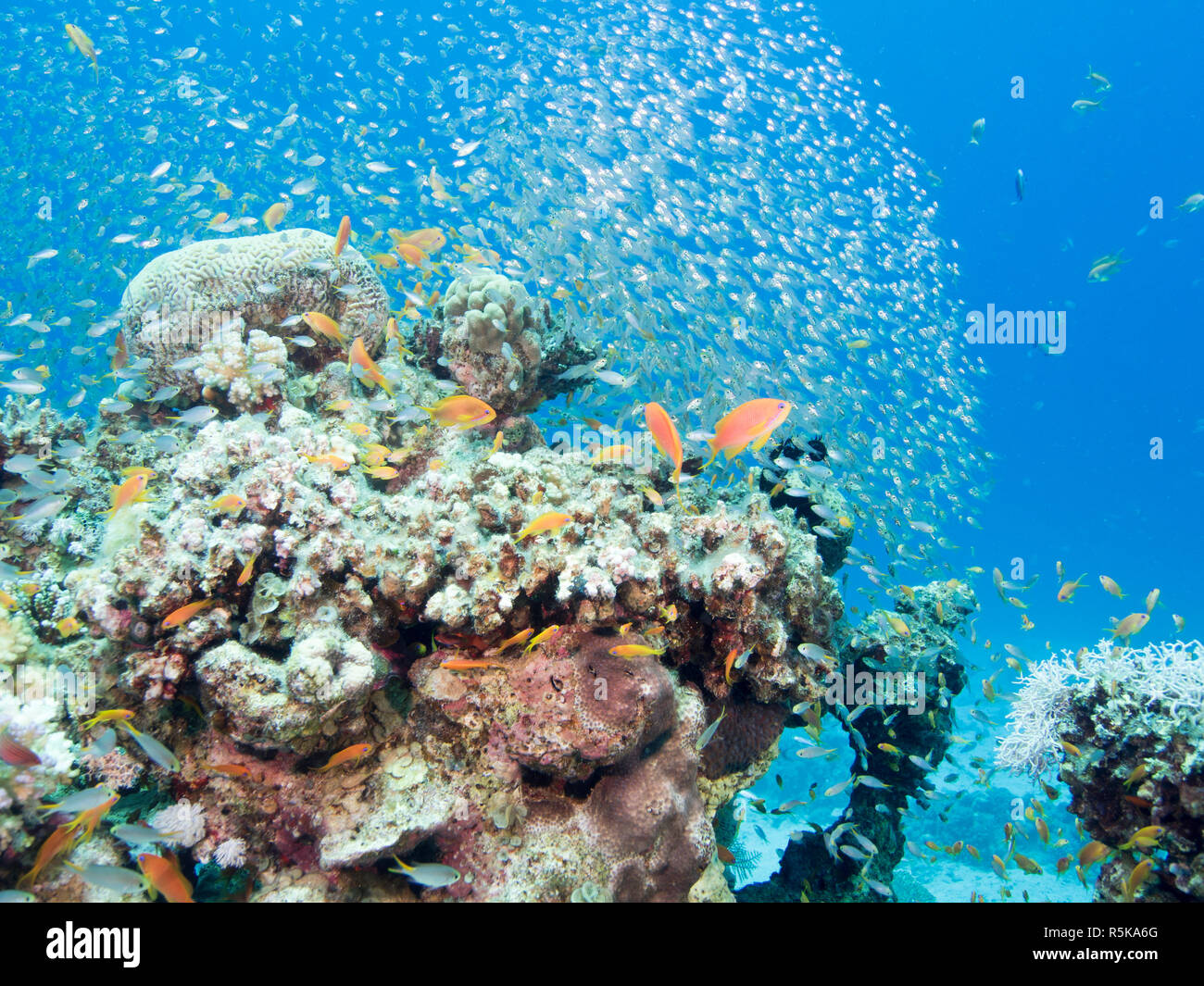 Riffleben hi-res stock photography and images - Alamy