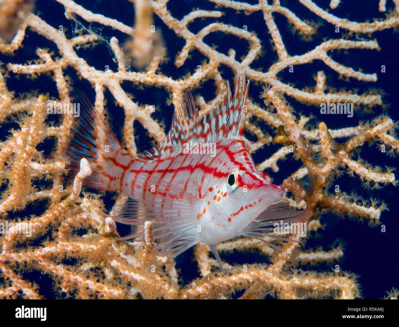 long nose hawkfish Stock Photo - Alamy