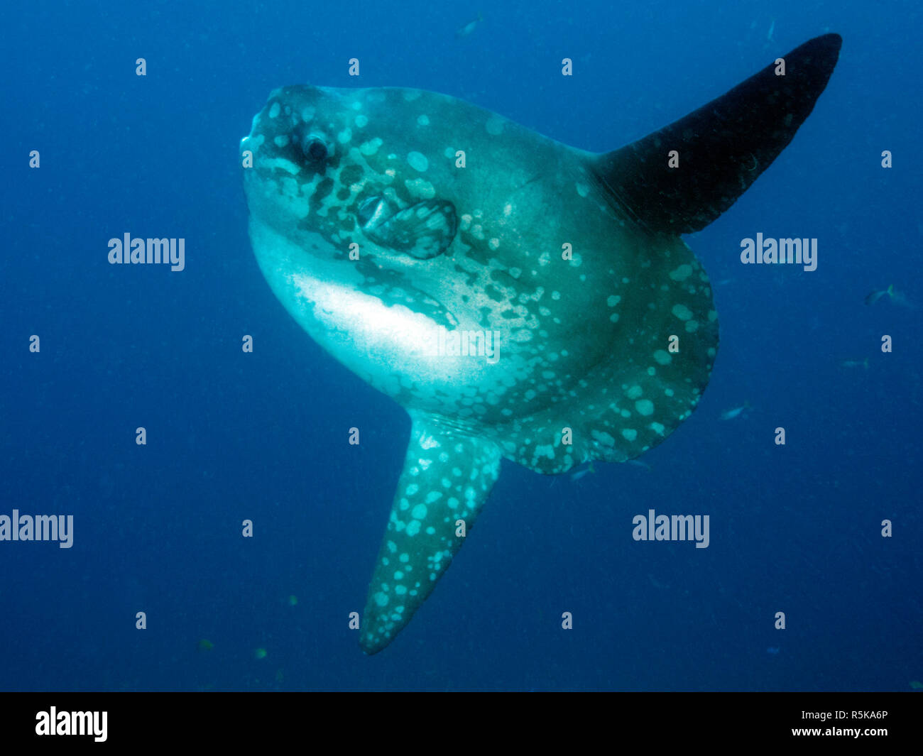 Blue sunfish hi-res stock photography and images - Alamy