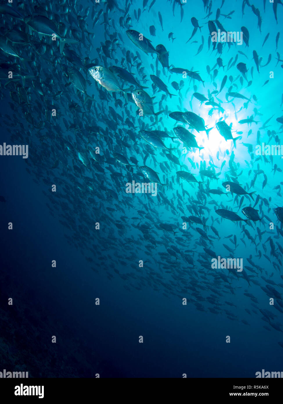 Fish swarm hi-res stock photography and images - Alamy