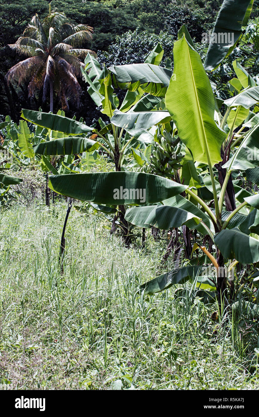 banana tree farming plantation outdoor tropical Stock Photo - Alamy