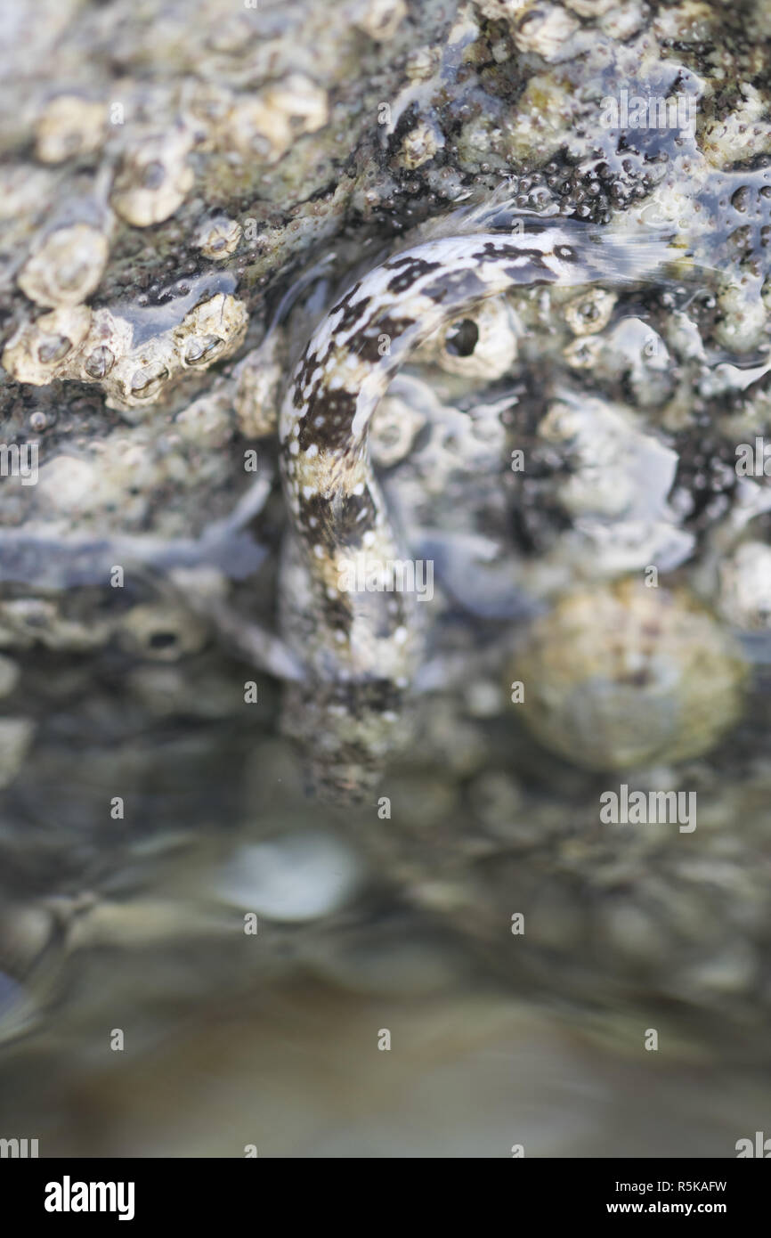 Fish scar hi-res stock photography and images - Alamy