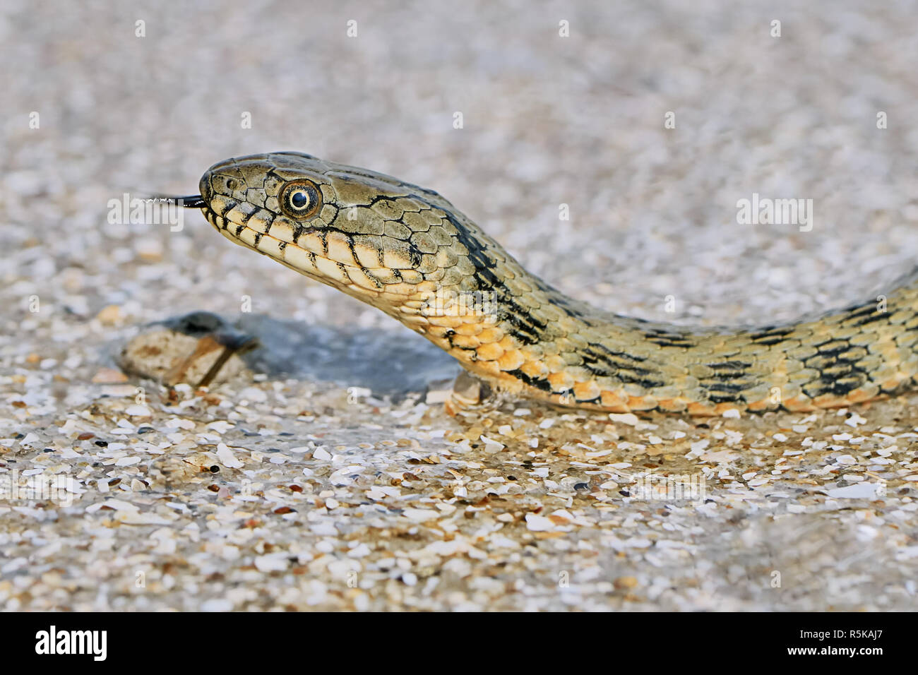 Water snake on the Bay Stock Photo - Alamy