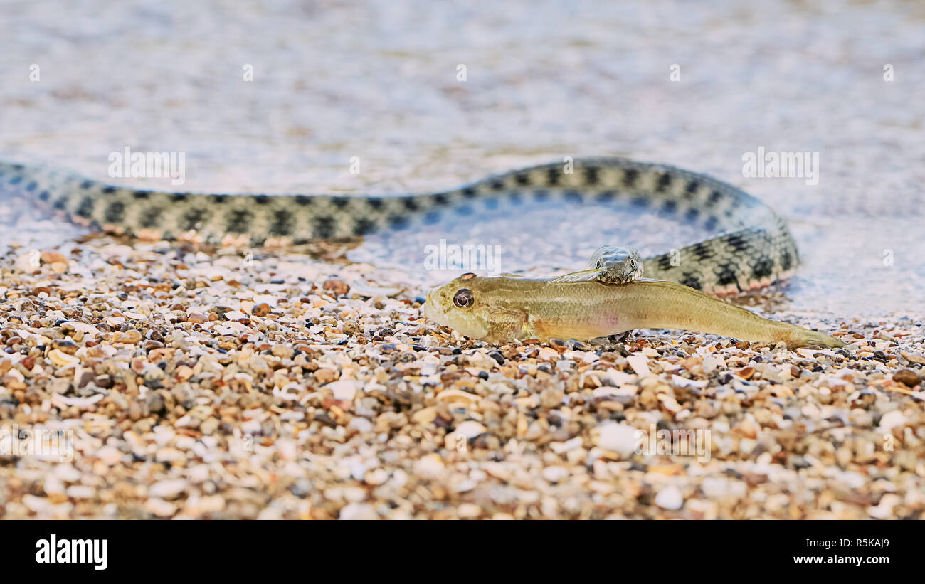 Amphibious snake hi-res stock photography and images - Alamy