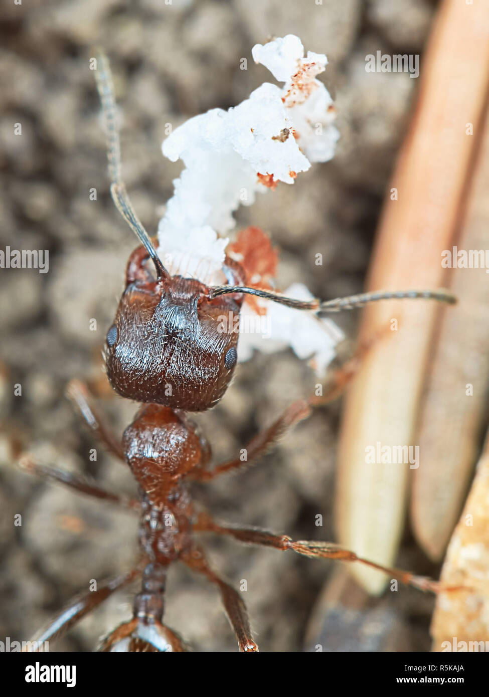 Ant outside in the garden Stock Photo - Alamy