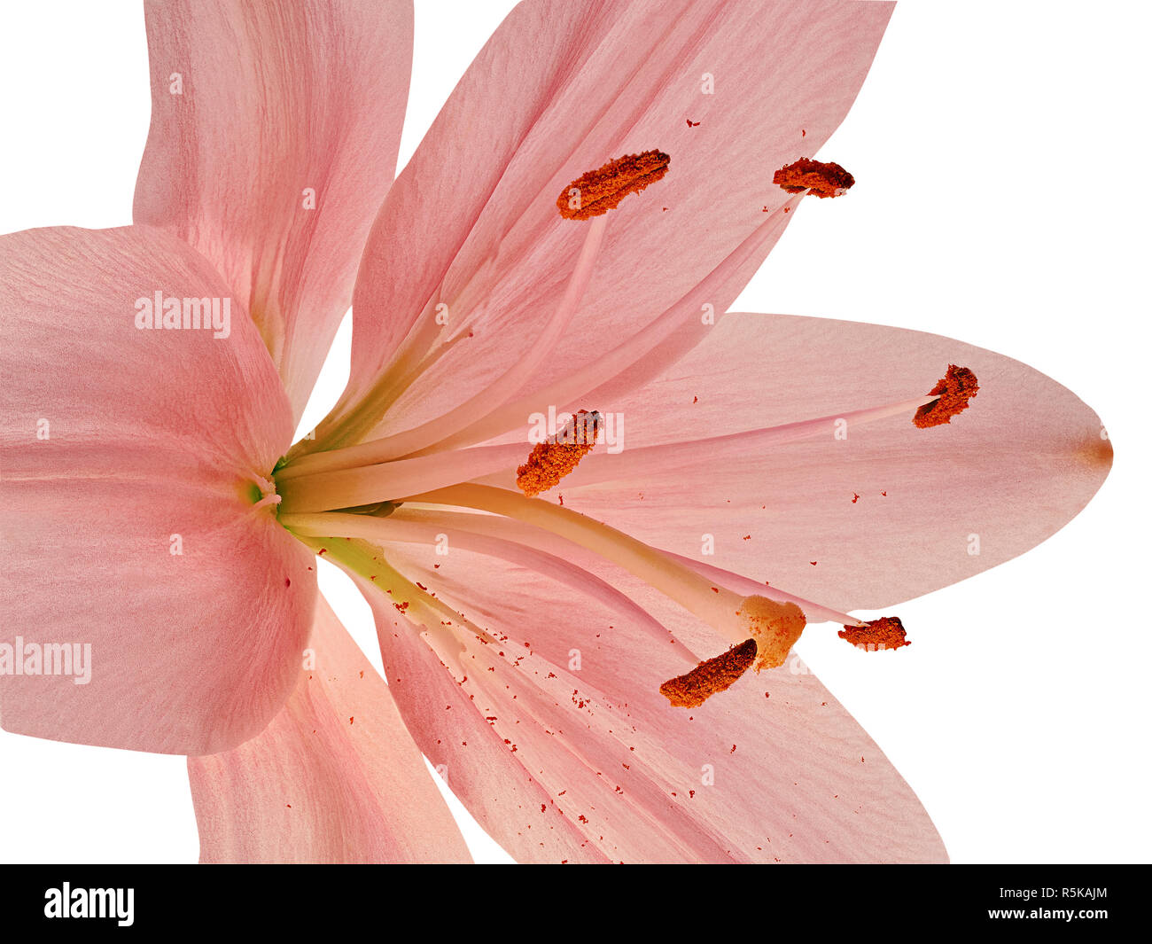 Stamens and pistil of pink lily Stock Photo - Alamy