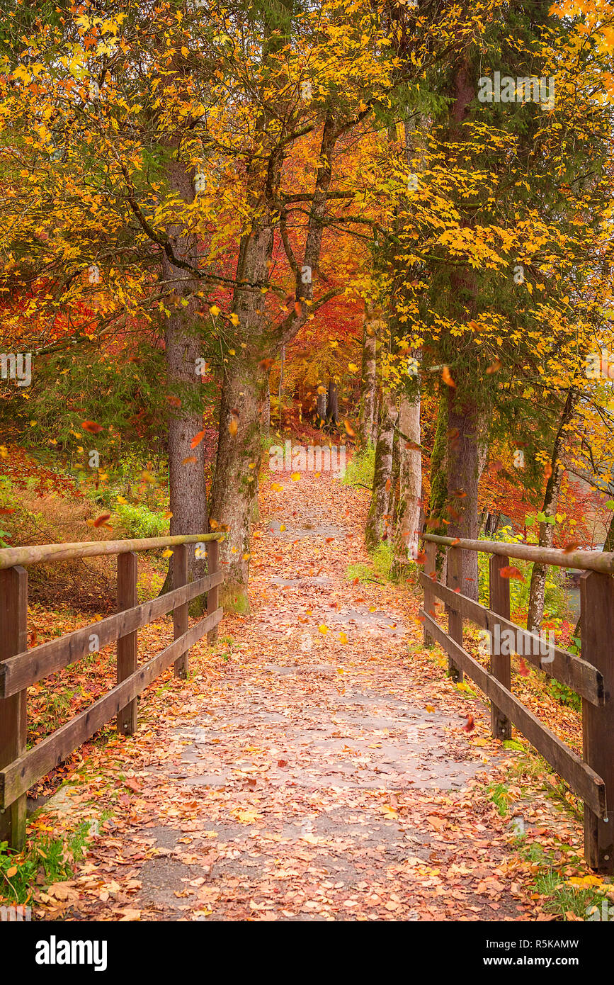 Long road through autumnal hi-res stock photography and images - Alamy
