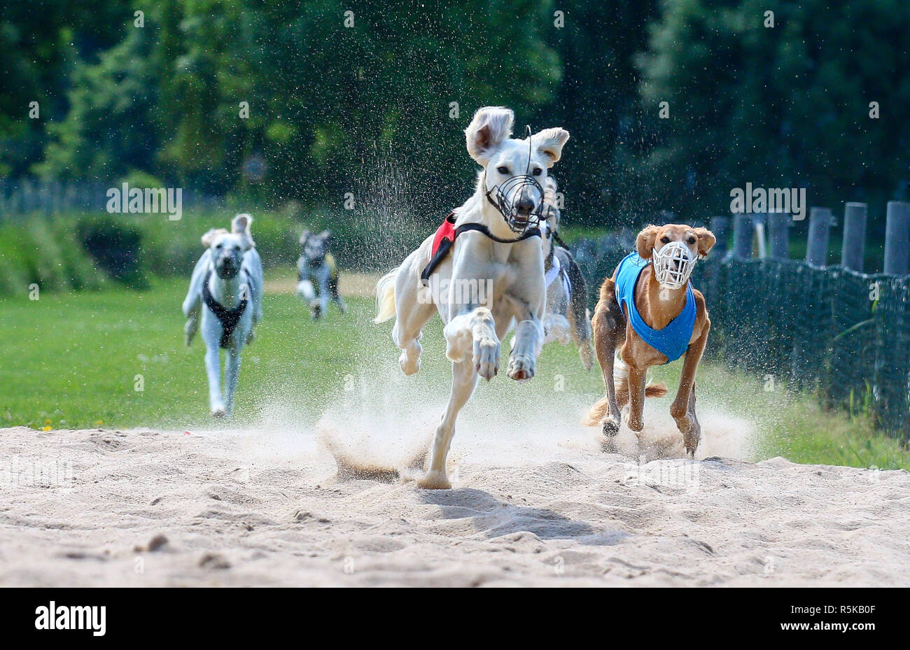 Greyhound and muzzle hi-res stock photography and images - Alamy