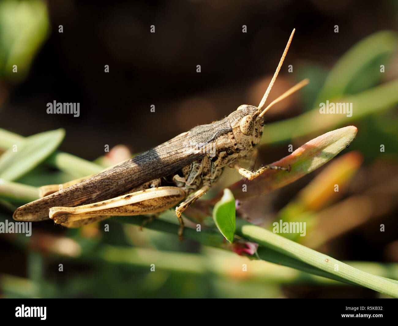 female grasshopper (Chorthippus species) resting on foliage in Tuscany ...