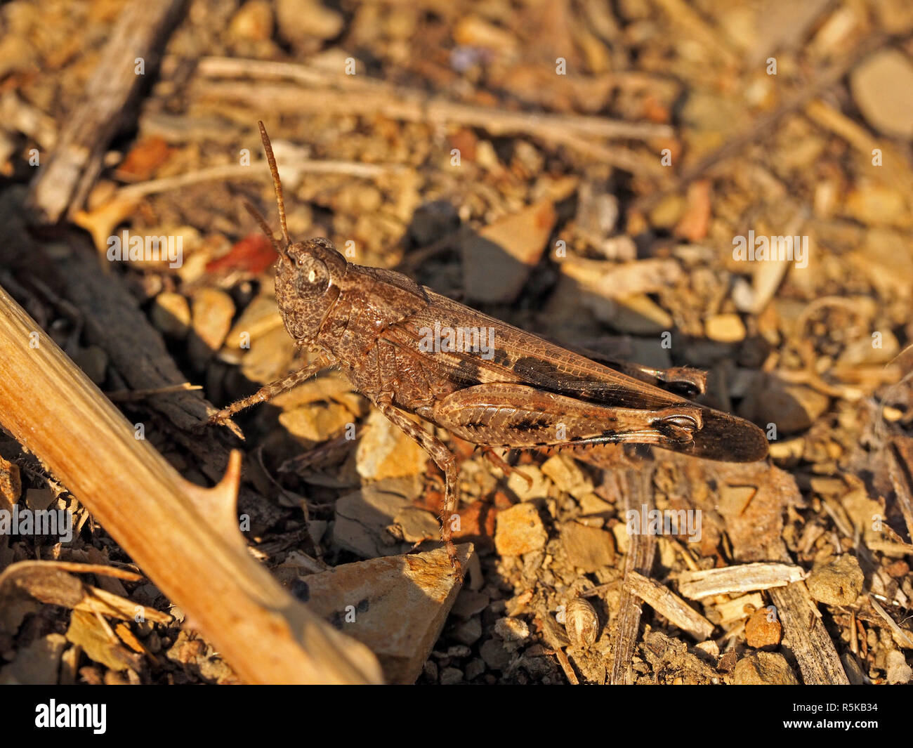 Green winged grasshopper hi-res stock photography and images - Alamy