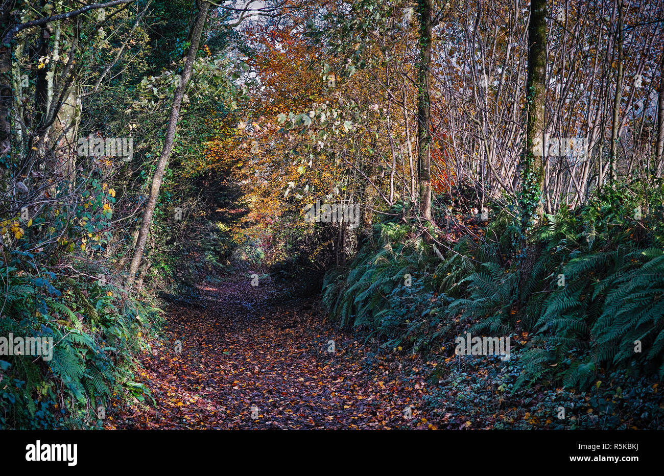 An Autumn Lane in North Petherwin, Cornwall Stock Photo - Alamy