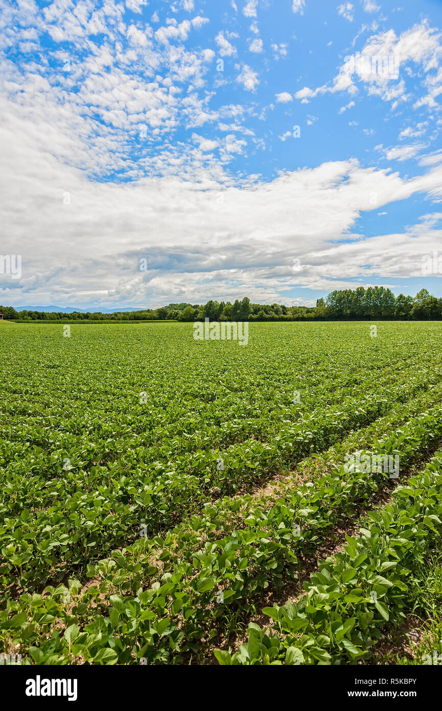 Field of soybean. Agricultural landscape Stock Photo - Alamy