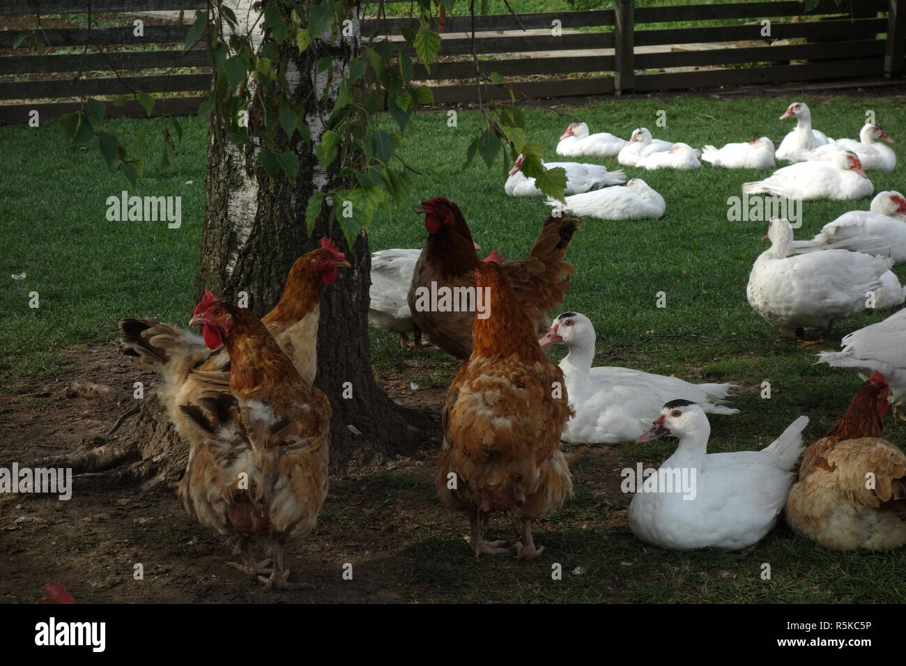 Poultry husbandry hi-res stock photography and images - Alamy
