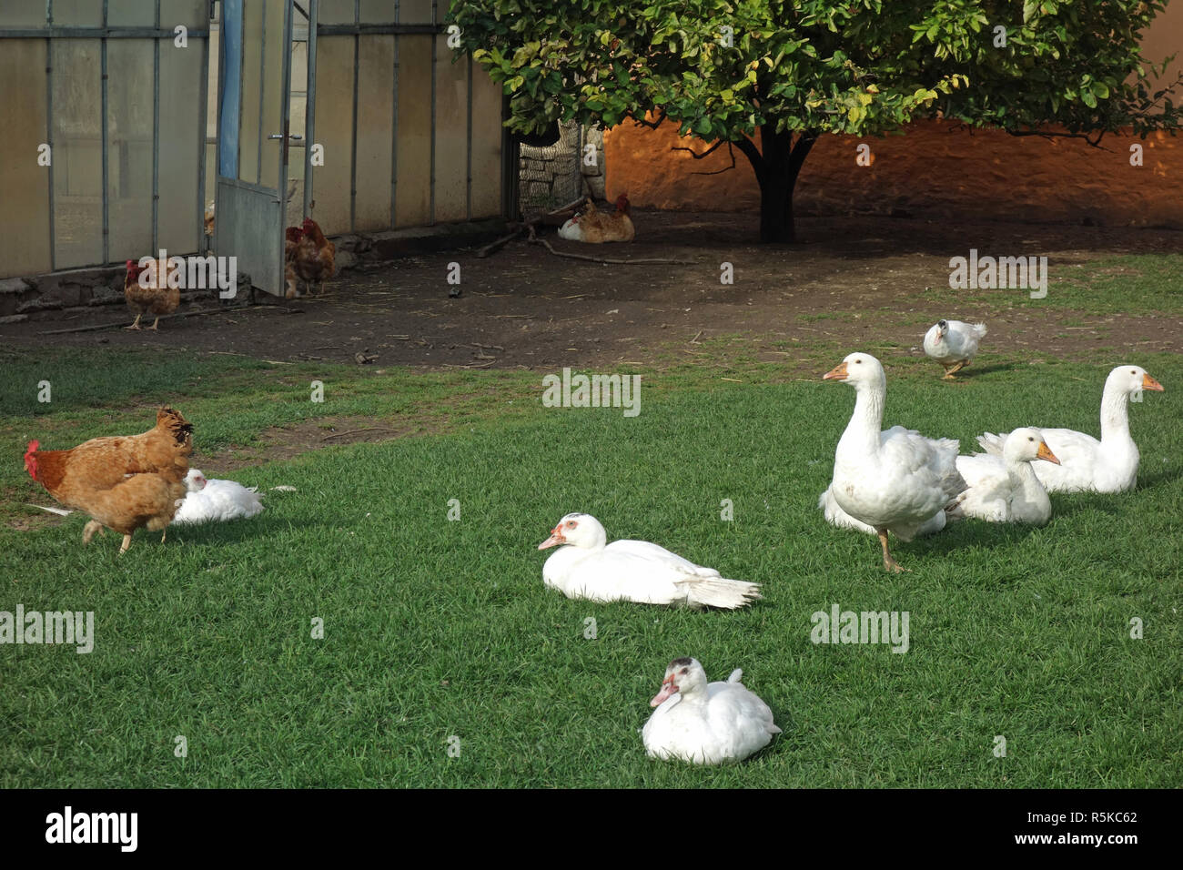 Poultry husbandry hi-res stock photography and images - Alamy