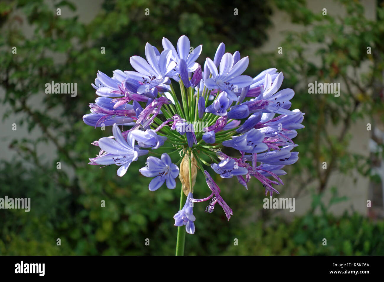 Agapanthus Blue Giant High Resolution Stock Photography and Images - Alamy
