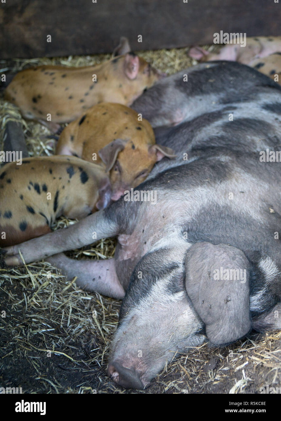 Tiny Piglet Outside High Resolution Stock Photography and Images - Alamy