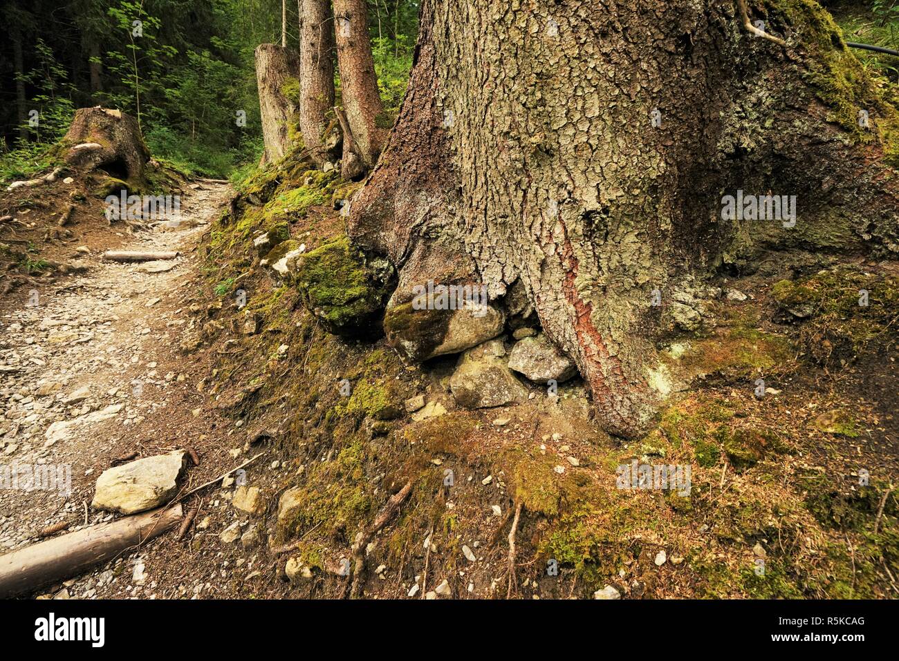 Â forest path in the tyrolean alps Stock Photo - Alamy