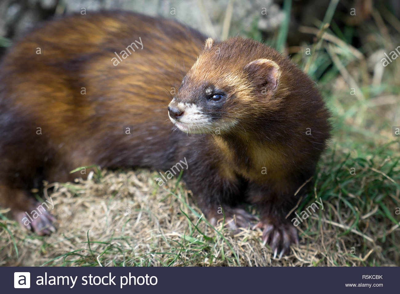 Ferret Polecat Ferret Polecat Breed Stock Photos & Ferret Polecat ...