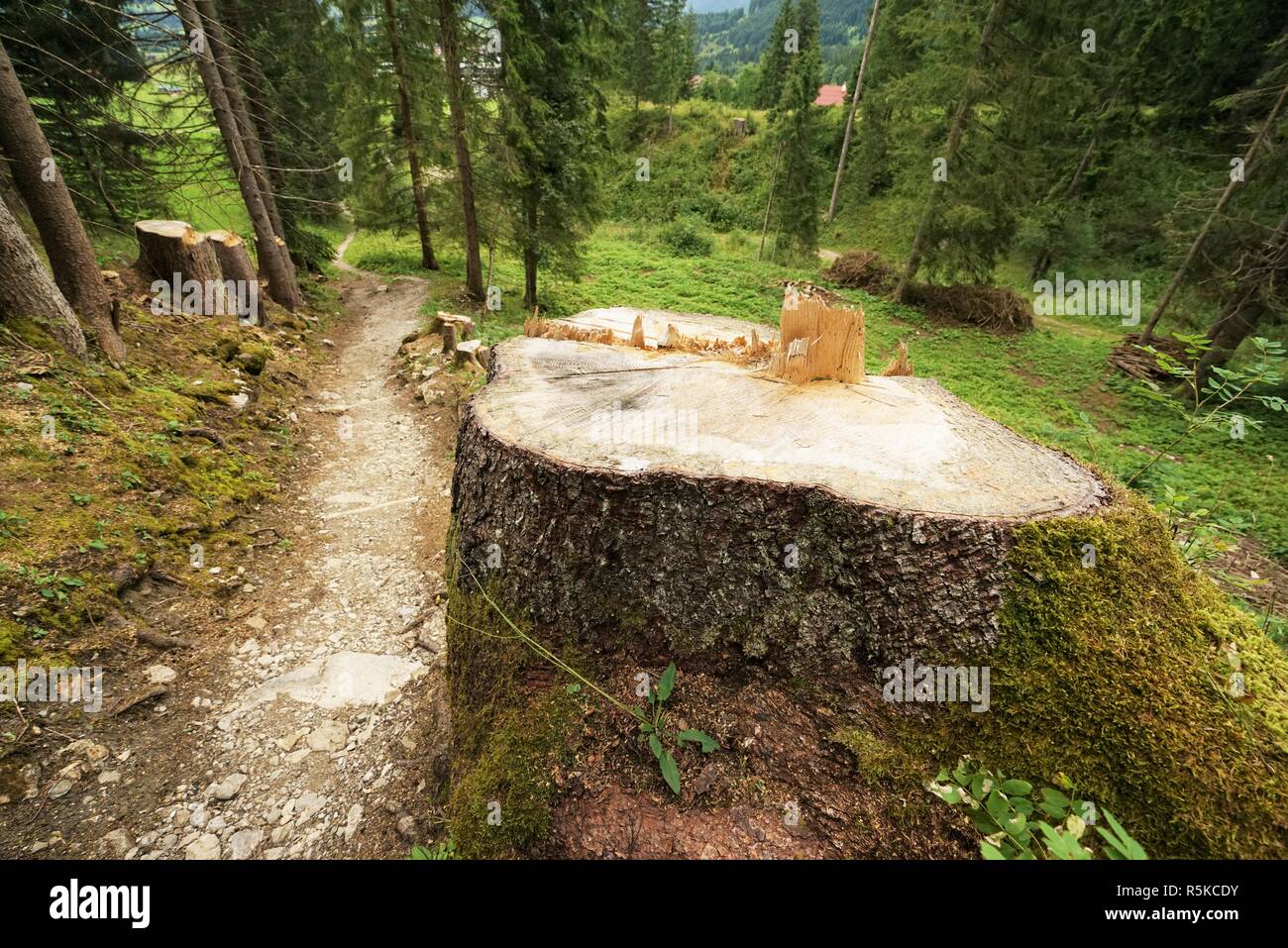 Â forest path in the tyrolean alps Stock Photo - Alamy