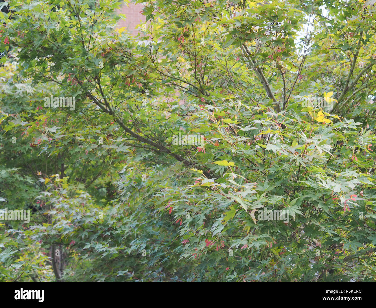 maple acer tree leaves Stock Photo - Alamy