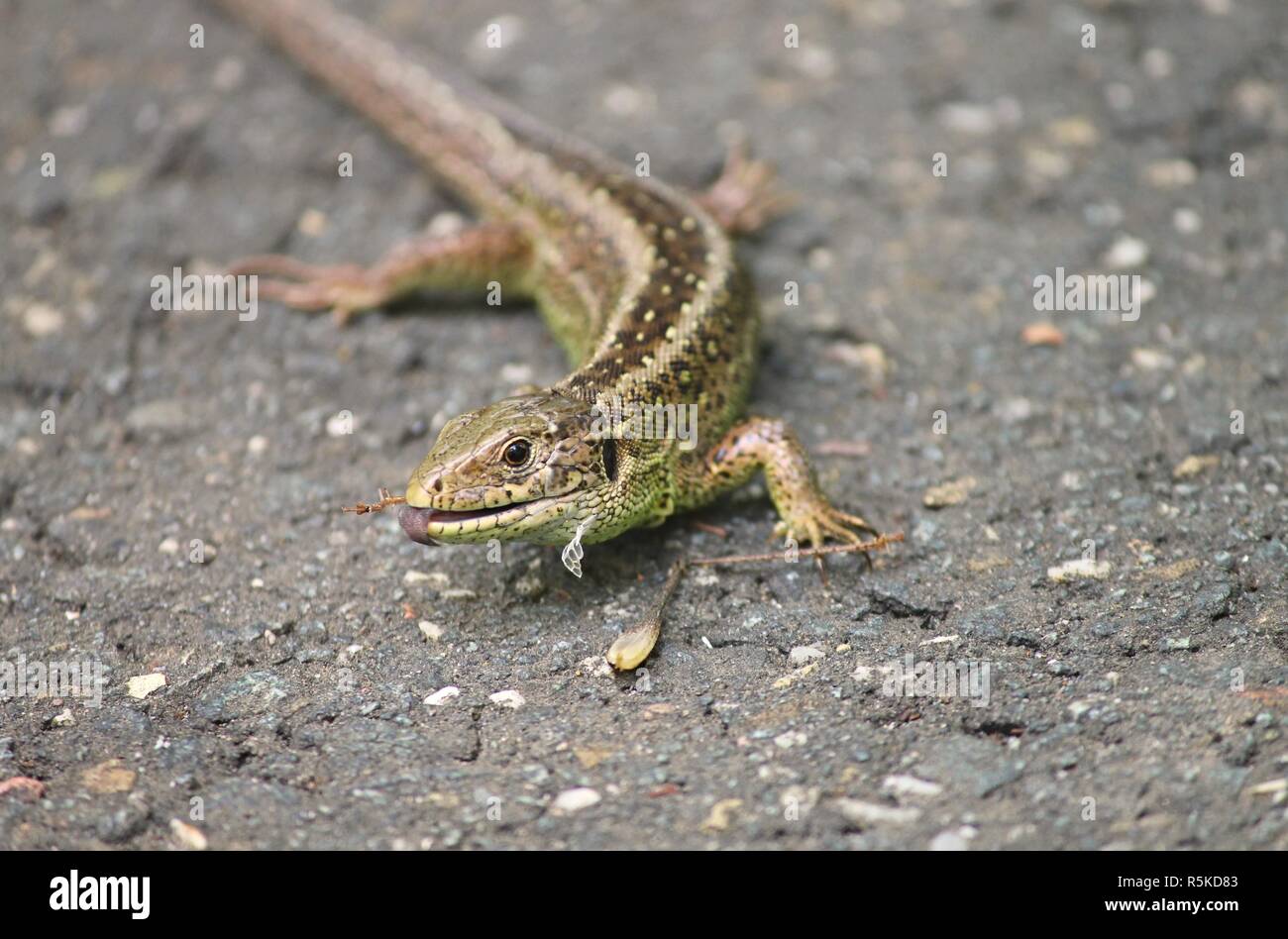 young sand lizard eating Stock Photo - Alamy
